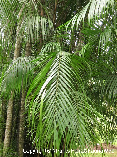 NParks | Oncosperma tigillarium