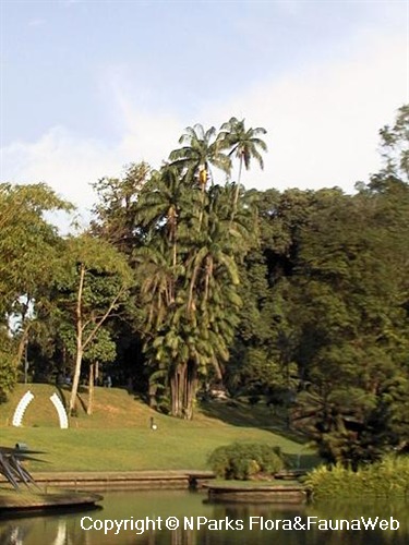 NParks | Oncosperma tigillarium