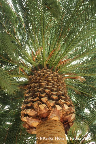 NParks | Phoenix canariensis