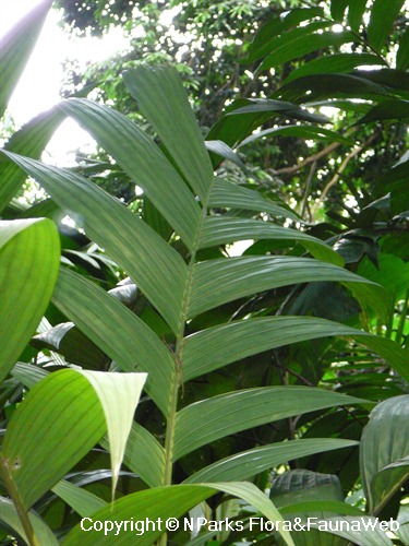 NParks | Pinanga coronata