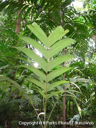 NParks | Pinanga coronata