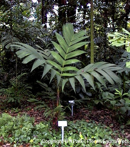 NParks | Pinanga densiflora