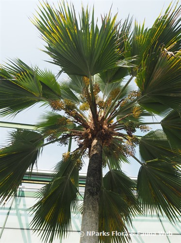 NParks | Pritchardia pacifica