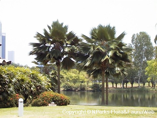 NParks | Pritchardia pacifica