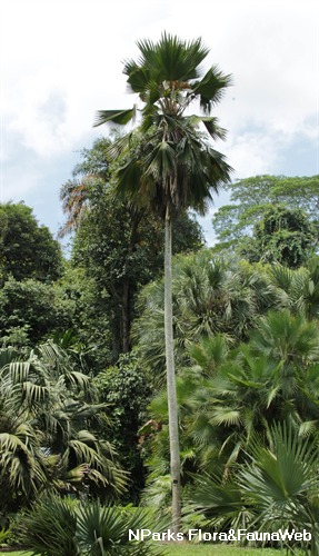 NParks | Pritchardia pacifica