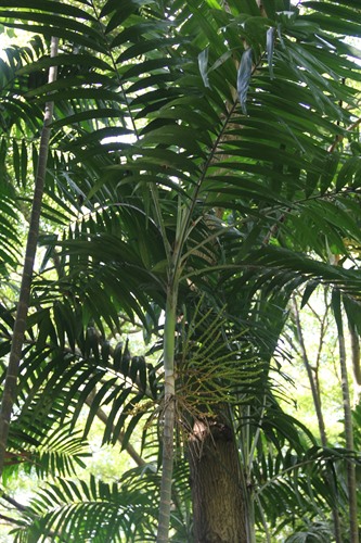 NParks | Ptychosperma macarthurii