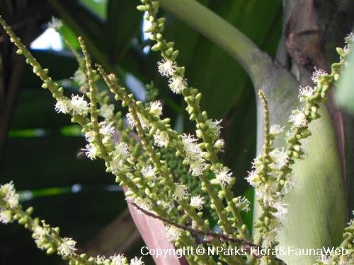 NParks | Ptychosperma macarthurii