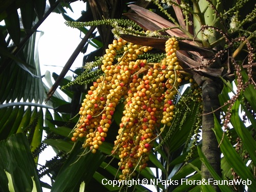 NParks | Ptychosperma macarthurii