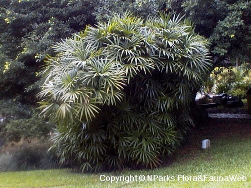 NParks | Rhapis humilis