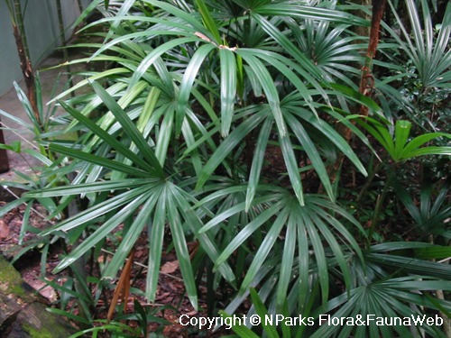 NParks | Rhapis excelsa