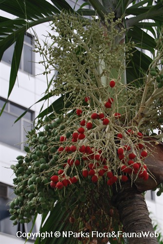 NParks | Adonidia merrillii