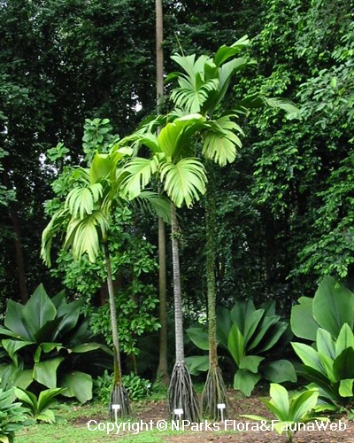 NParks | Verschaffeltia splendida