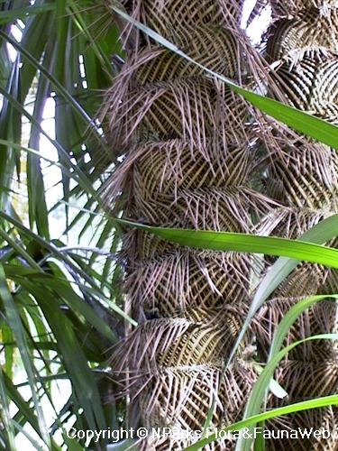 NParks | Zombia antillarum