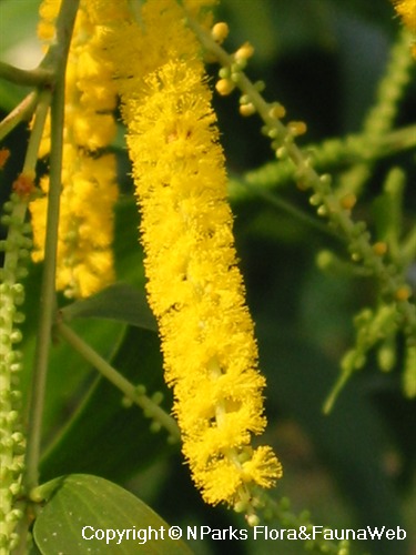 NParks | Acacia auriculiformis