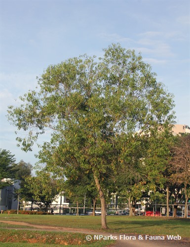 NParks | Acacia auriculiformis