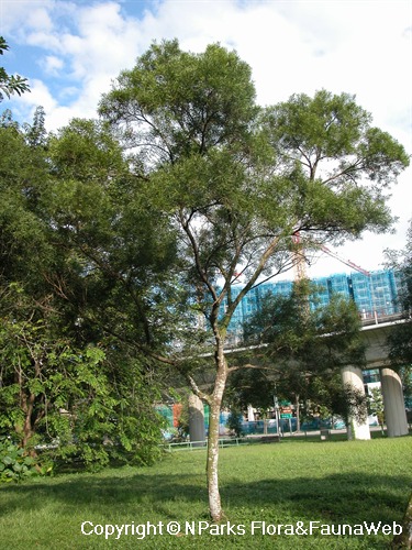 NParks | Acacia confusa