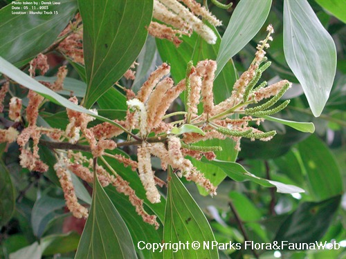 NParks | Acacia mangium
