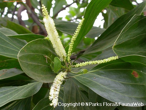 NParks | Acacia mangium