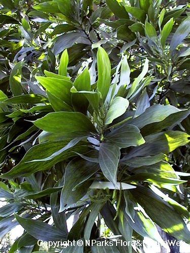 NParks | Acacia mangium