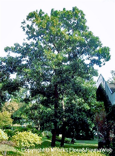 NParks | Acacia mangium