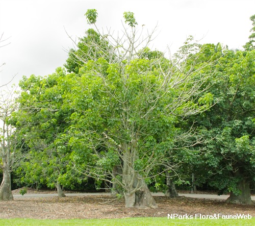 NParks | Adansonia digitata