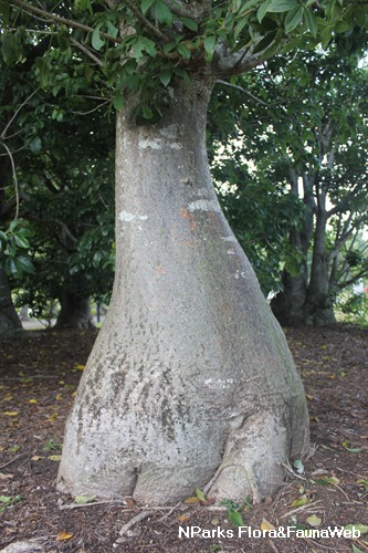 NParks | Adansonia digitata