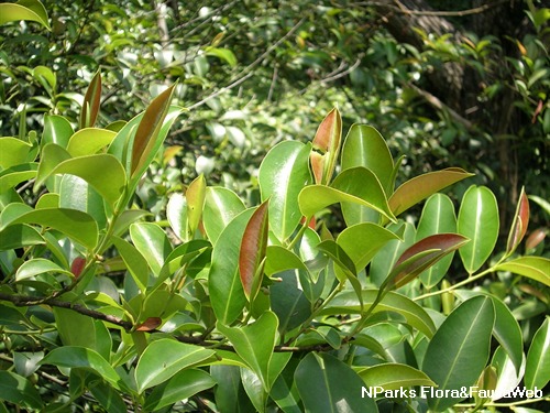 NParks | Adinandra dumosa