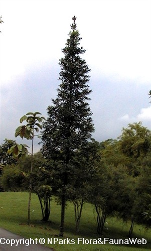 NParks | Agathis borneensis