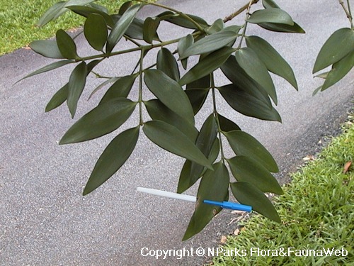 NParks | Agathis borneensis