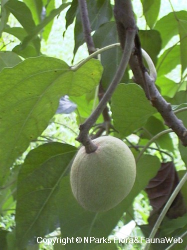 NParks | Aleurites moluccanus