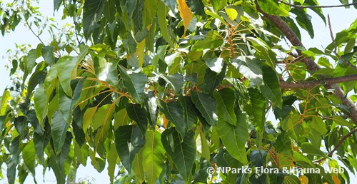 NParks | Aleurites moluccanus