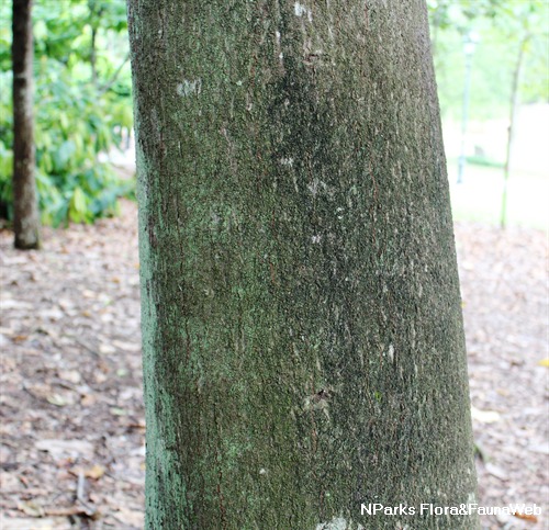 NParks | Aleurites moluccanus