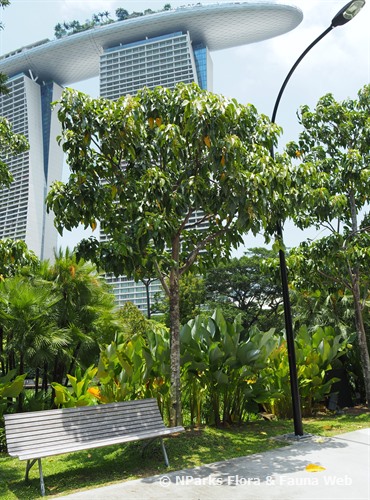 NParks | Aleurites moluccanus