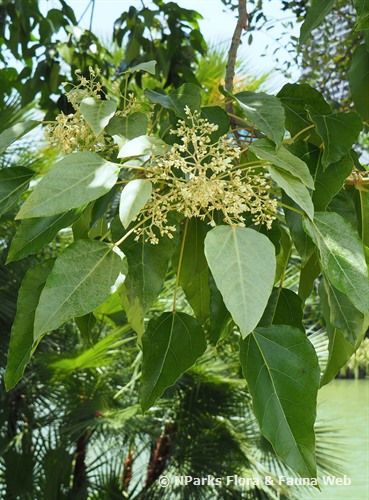 NParks | Aleurites moluccanus