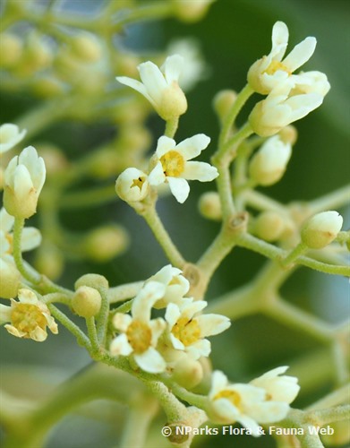 NParks | Aleurites moluccanus