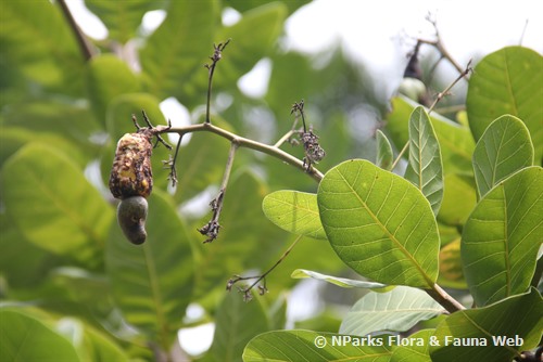 NParks | Anacardium occidentale