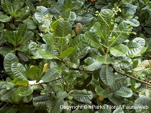 NParks | Anacardium occidentale