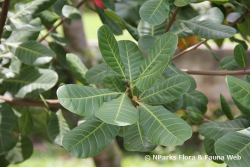 NParks | Anacardium occidentale