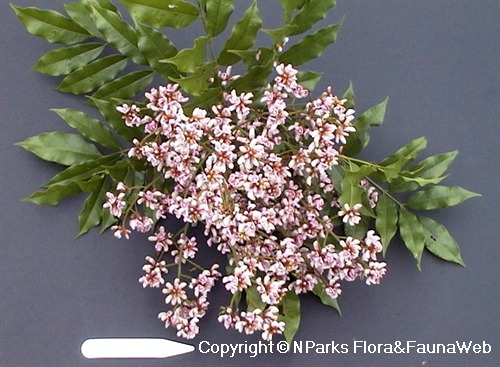 NParks | Andira inermis