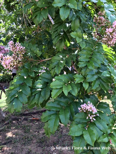 NParks | Andira inermis