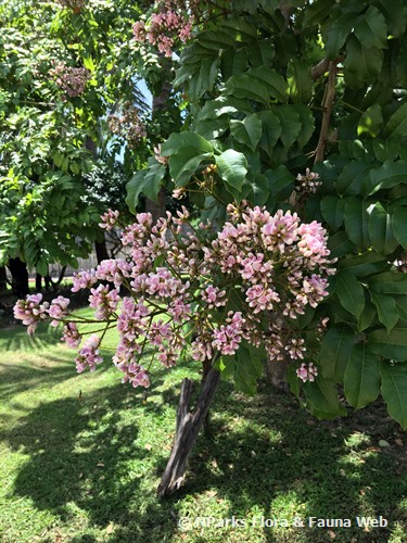 NParks | Andira inermis