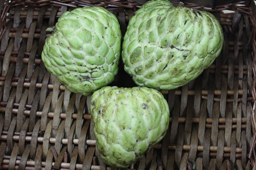 NParks | Annona squamosa