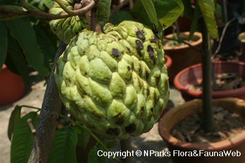 NParks | Annona squamosa
