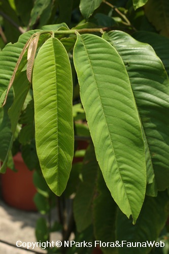 NParks | Annona squamosa