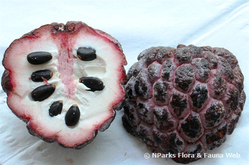 NParks | Annona squamosa