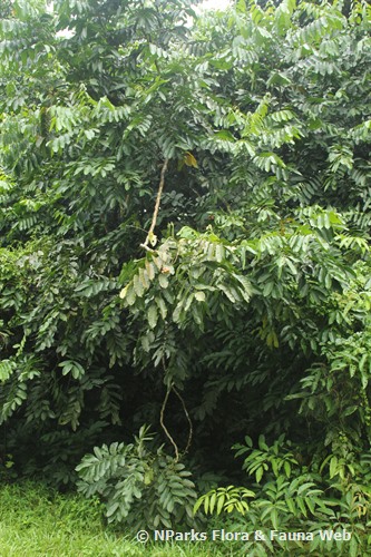 NParks | Aphanamixis polystachya