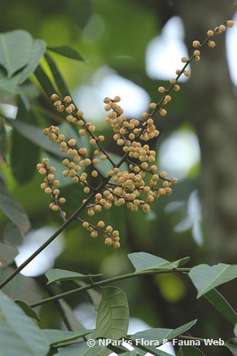 NParks | Aphanamixis polystachya