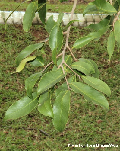 NParks | Aquilaria malaccensis