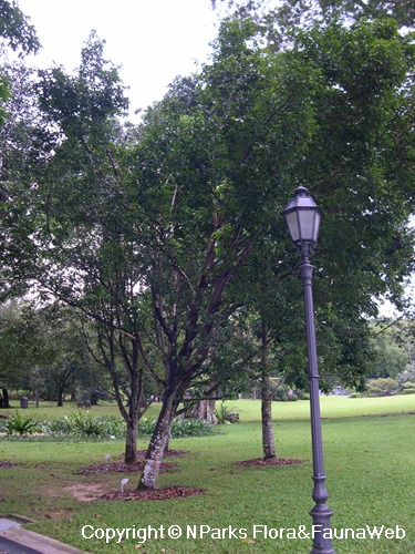 NParks | Aquilaria malaccensis