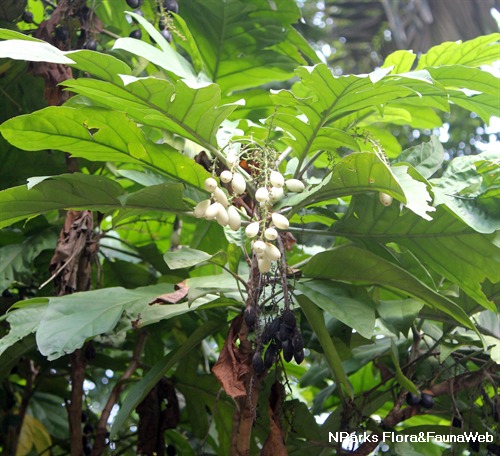 NParks | Aralidium pinnatifidum